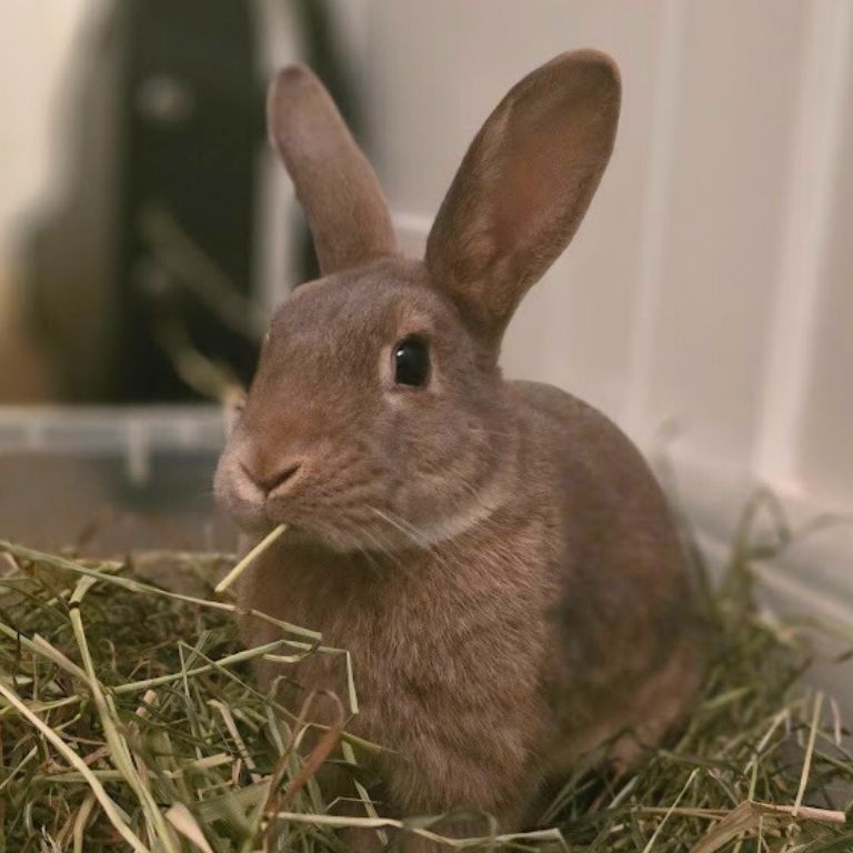 Adopt a Rodent | The Bunnyjackpot Foundation