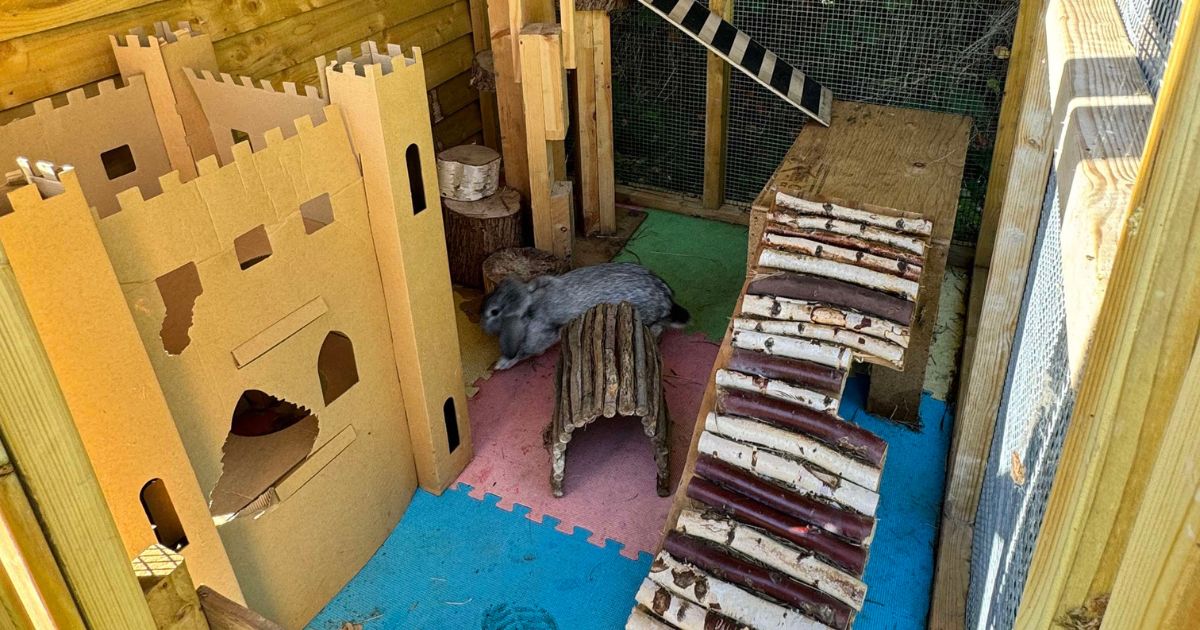 Outdoor rabbit accommodation | The Bunnyjackpot Foundation
