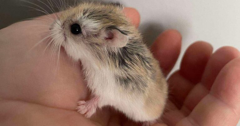 Adopt a Hamster | The Bunnyjackpot Foundation