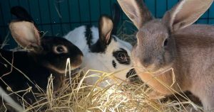 Rabbit bonding: how do I bond my rabbits? | The Bunnyjackpot Foundation