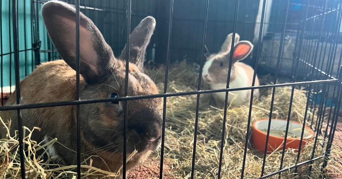 Rabbit bonding: how do I bond my rabbits? | The Bunnyjackpot Foundation