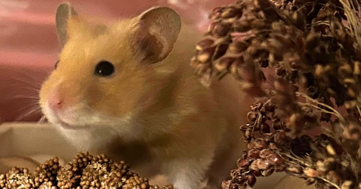 Hamster enclosure | The Bunnyjackpot Foundation