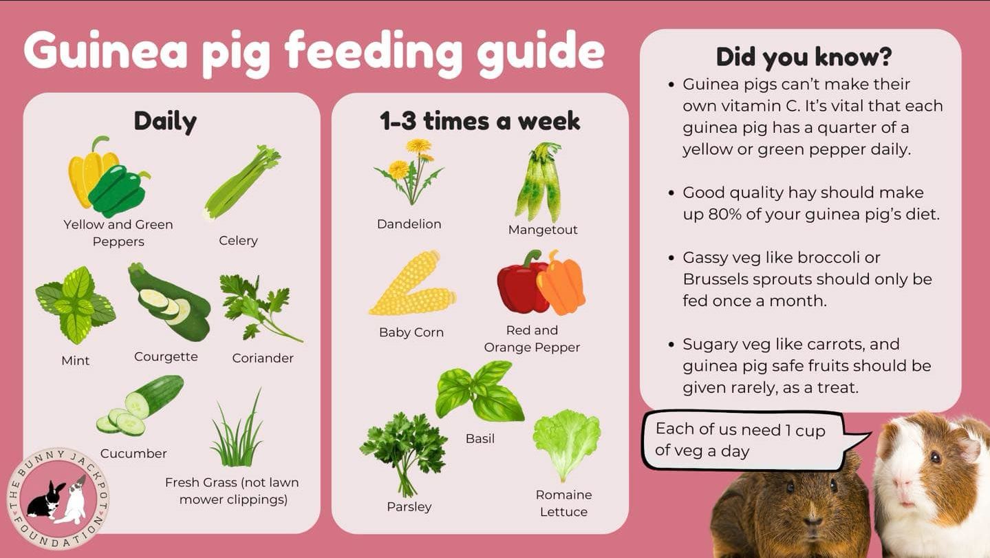 Guinea pig diet: a guide | The Bunnyjackpot Foundation