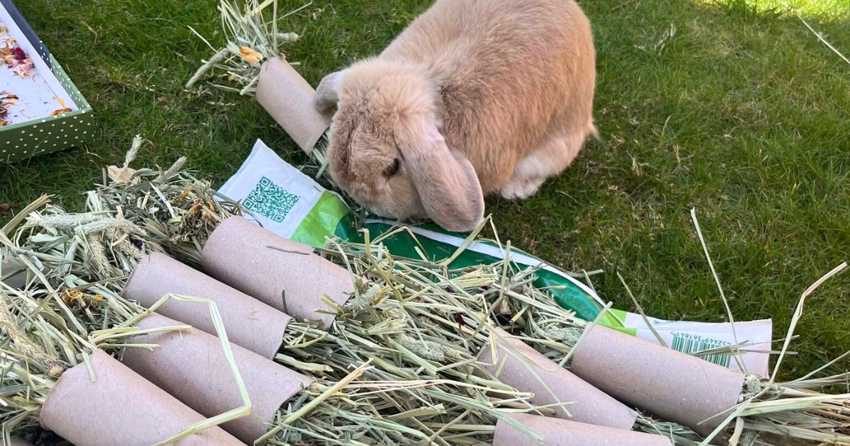 The importance of enrichment for rabbits | The Bunnyjackpot Foundation