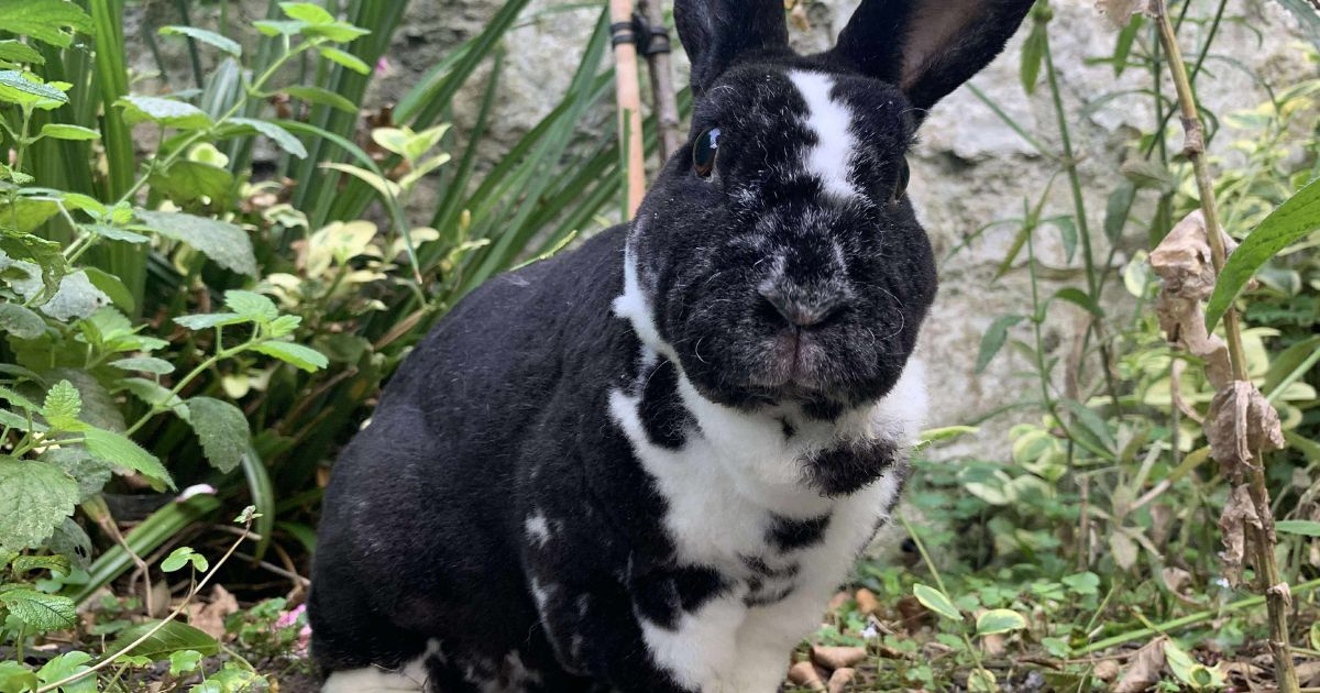 Creating a rabbit-proofed garden | The Bunnyjackpot Foundation