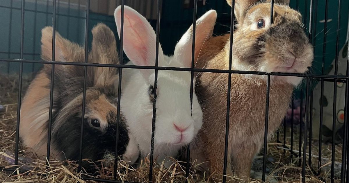 Rabbit Bonding Service | The Bunnyjackpot Foundation