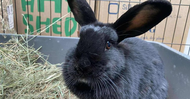 Adopt a Rabbit | The Bunnyjackpot Foundation