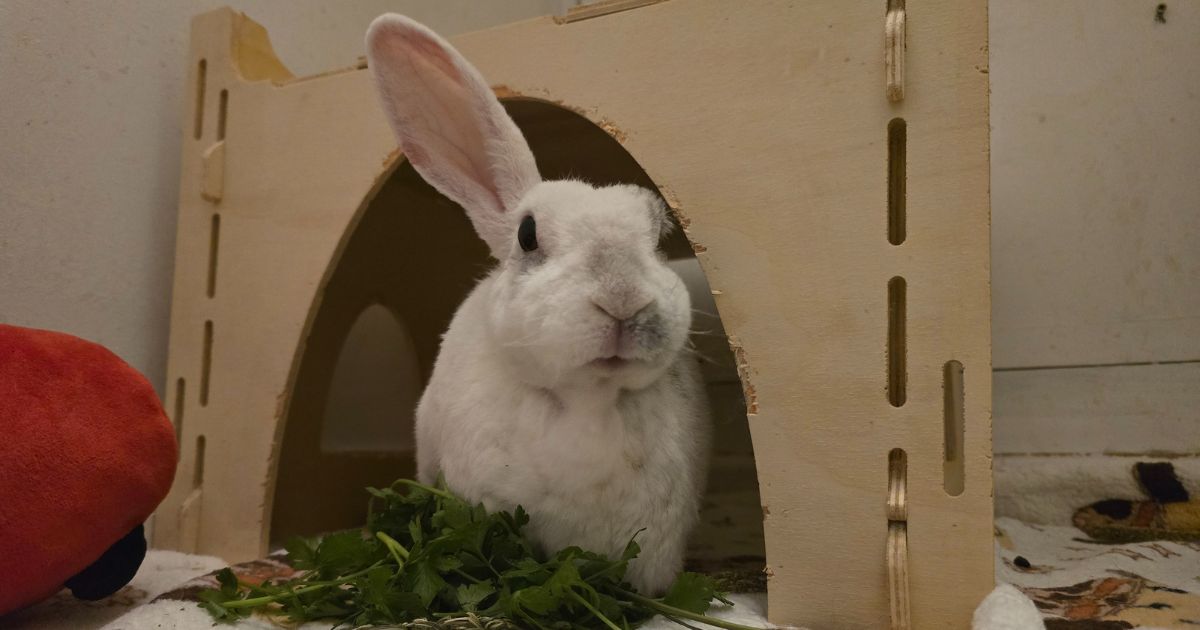 Balanced Hamster Diet | The Bunnyjackpot Foundation