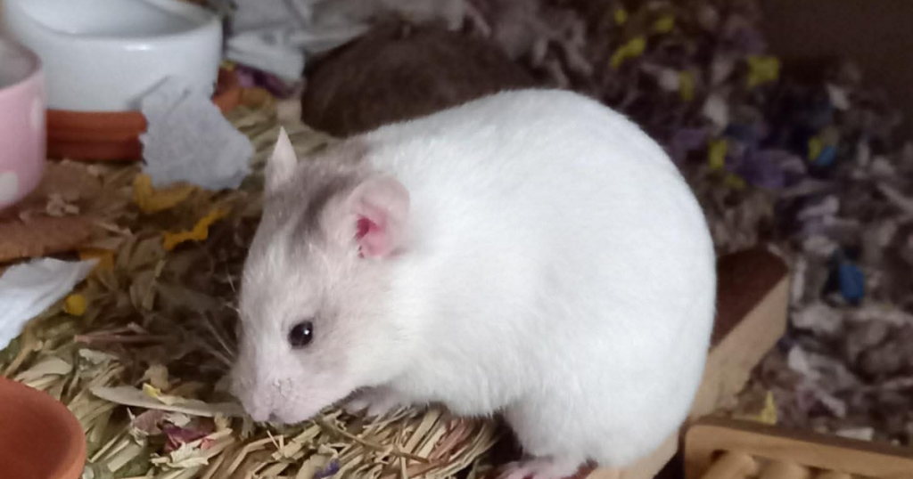 Adopt a Hamster | The Bunnyjackpot Foundation