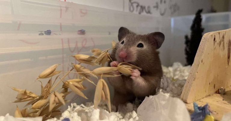Adopt a Hamster | The Bunnyjackpot Foundation