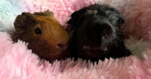 Keeping prey animals warm and safe during cold weather | The ...