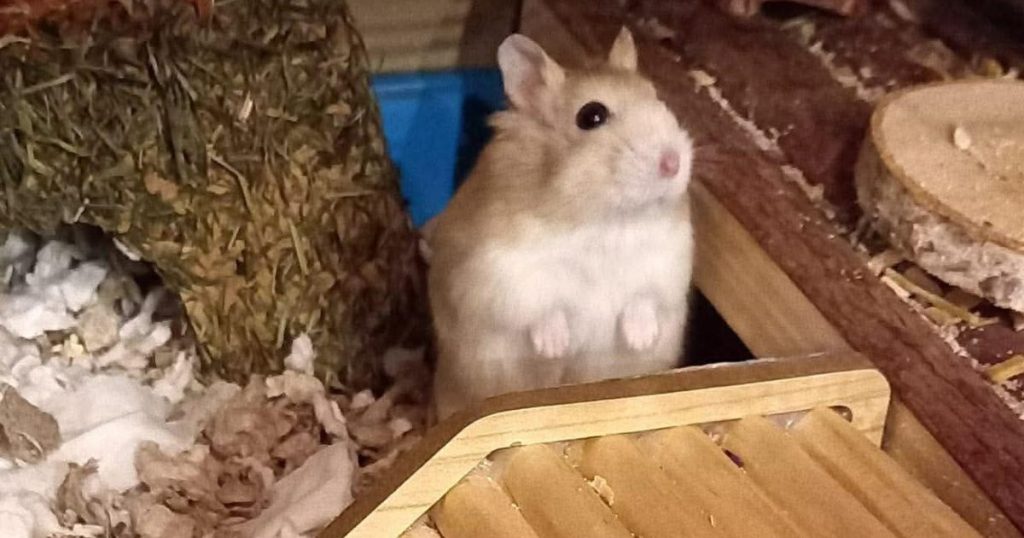 Adopt a Hamster | The Bunnyjackpot Foundation